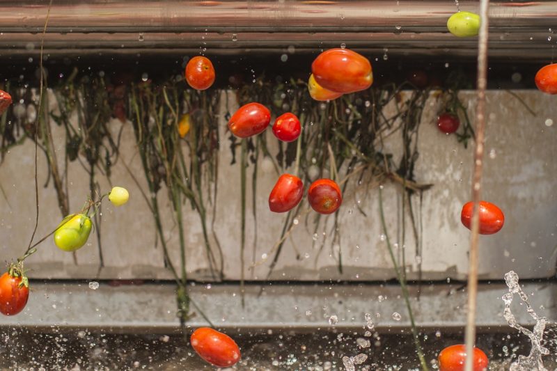 Lycored More Than Doubles Lycopene Production